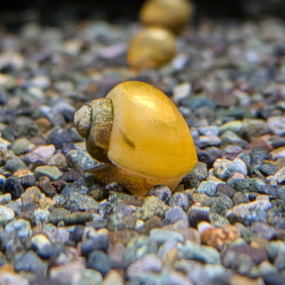 ゴールデンアップルスネール | Ordinary-Aquarium